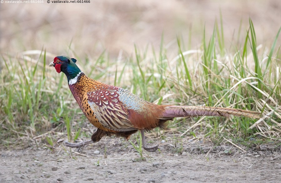 Kuva: Fasaani - fasaani fasaanit peltokana peltokanat Phasianus ...