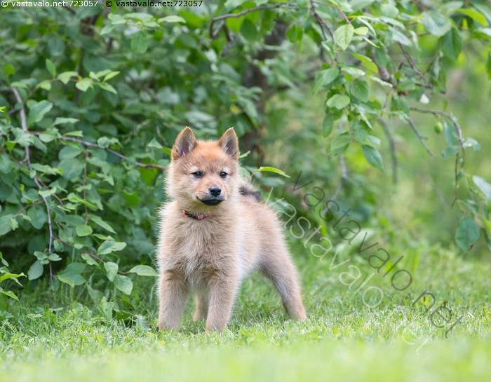 Kuva: Suomenpystykorva - suomenpystykorva pystykorva pystykorvat ...