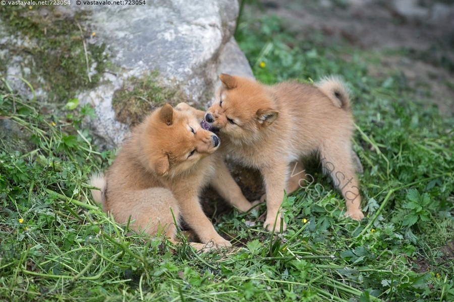 Kuva: Suomenpystykorva - suomenpystykorva pystykorva pystykorvat ...