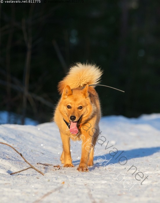 Kuva: Suomenpystykorva - suomenpystykorva pystykorva kansalliskoira ...