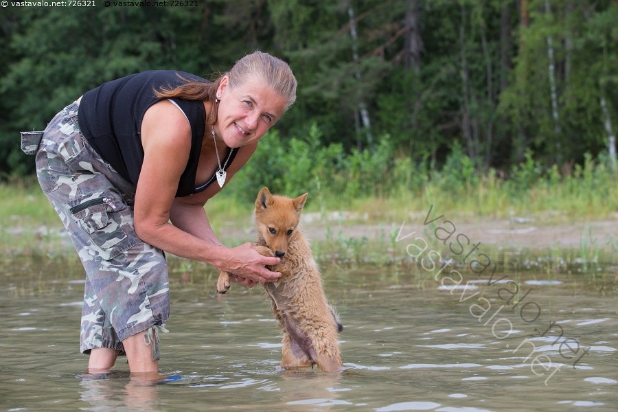 Kuva: Suomenpystykorva - suomenpystykorva pystykorva metsästyskoira ...