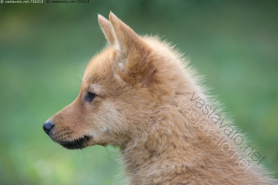 Kuva: Suomenpystykorva - suomenpystykorva pystykorva metsästyskoira ...