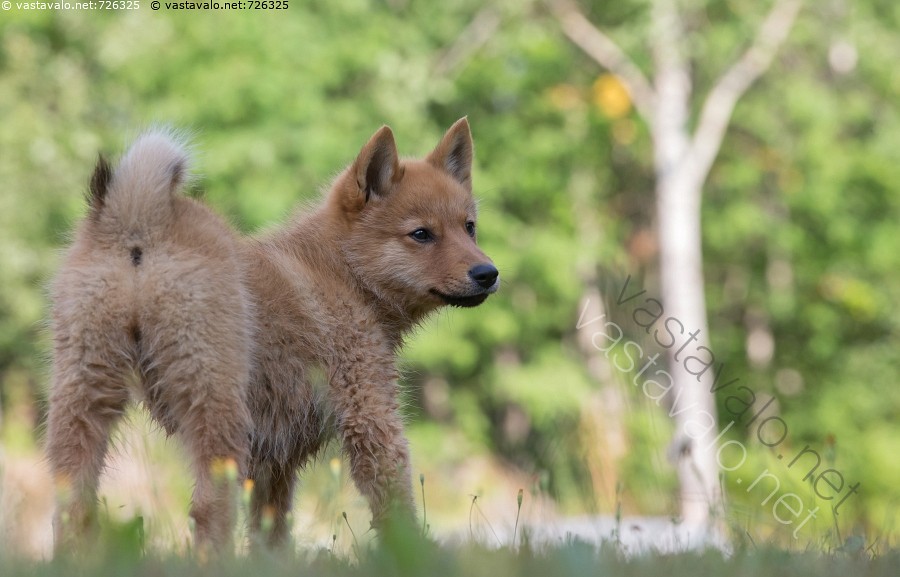 Kuva: Suomenpystykorva - suomenpystykorva pystykorva metsästyskoira ...
