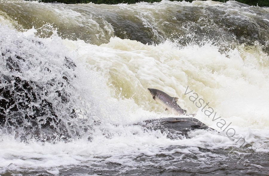Kuva: Lohen nousu Näätämöjokeen - lohi lohikalat lohet ruokakala ...