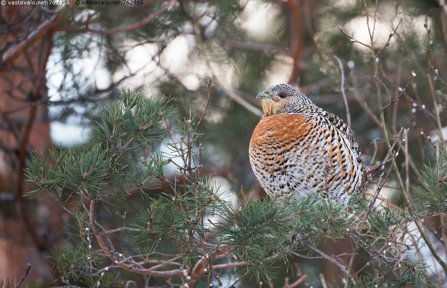 Kuva: Koppelo - koppelo metso naaras paikkalintu Tetrao urogallus ...