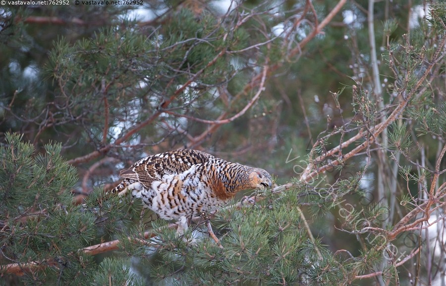Kuva: Koppelo - koppelo metso naaras paikkalintu Tetrao urogallus ...