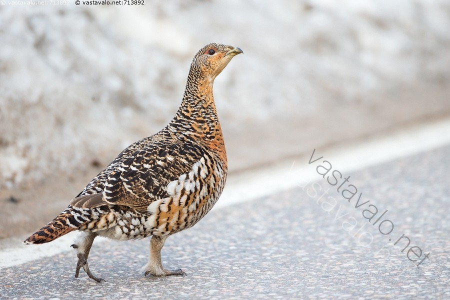 Kuva: Koppelo - koppelo naaras metso metsäkanalinnut riista riistalintu ...