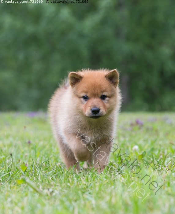 Kuva: Suomenpystykorva - suomenpystykorva pystykorva kansalliskoira ...