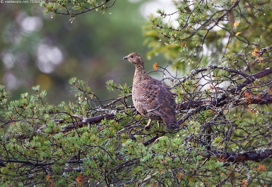 Kuva: Teeri - teeri metsäkanalinnut naaras nuori akkateeri Tetrao ...