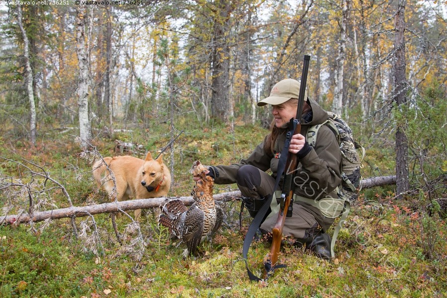 Kuva: Metsäkanalinnun metsästys - metsäkanalinnun metsästys metsästäjä ...