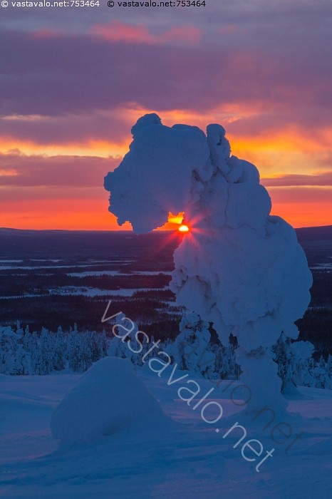 Kuva: Levitunturi - levitunturi tunturi Lappi tykky tykkypuu talvi lumi ...