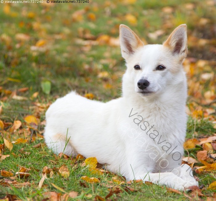 Kuva: Pohjanpystykorva - pohjanpystykorva pystykorva koira ...