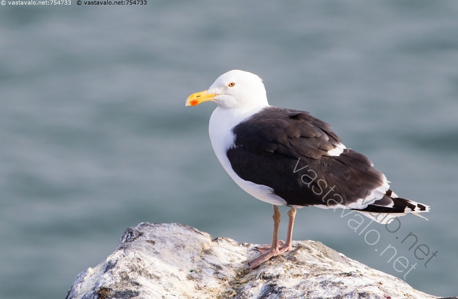 Kuva: Merilokki - merilokki lokki lokit Larus marinus merilintu meri ...
