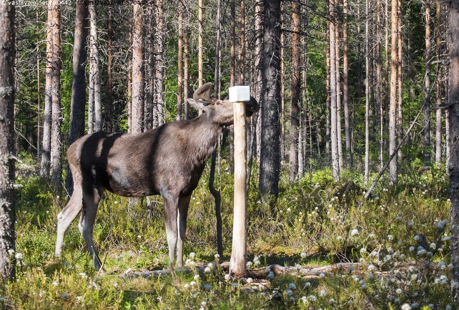 3 years in Finland including 7 months in Lapland and I still haven't ...