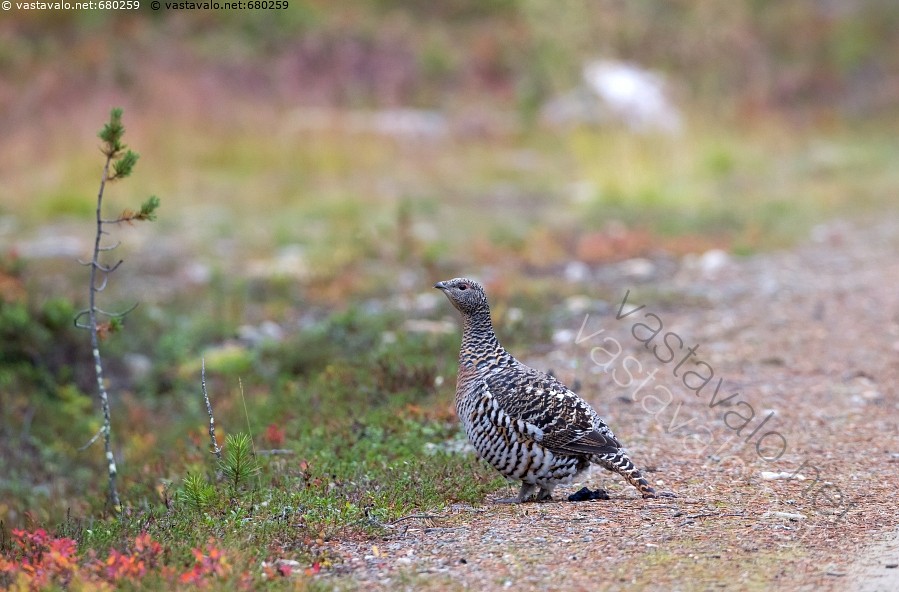 Kuva: Koppelo - koppelo metso naaras riista riistalintu syksy Tetrao ...