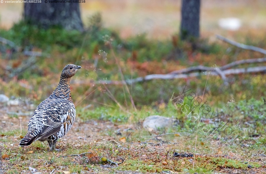 Kuva: Koppelo - koppelo metso naaras riista riistalintu syksy Tetrao ...