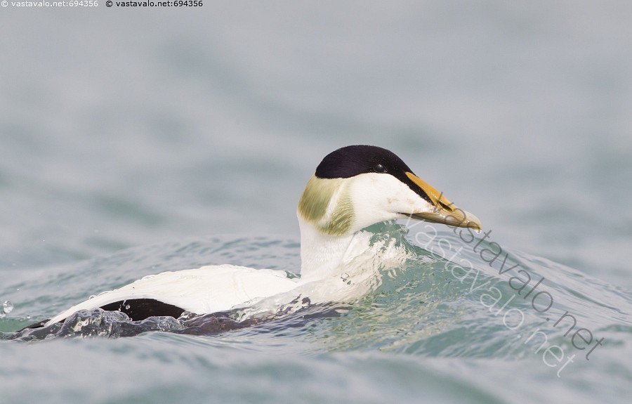 Kuva: Haahka - haahka sorsat sorsa kokosukeltajasorsa koiras riista ...