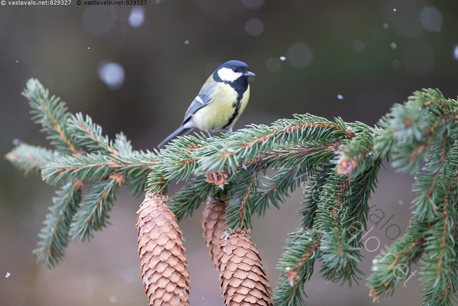 Kuva: Talitiainen - talitiainen tiainen Parus major sade lumisade kuusi ...