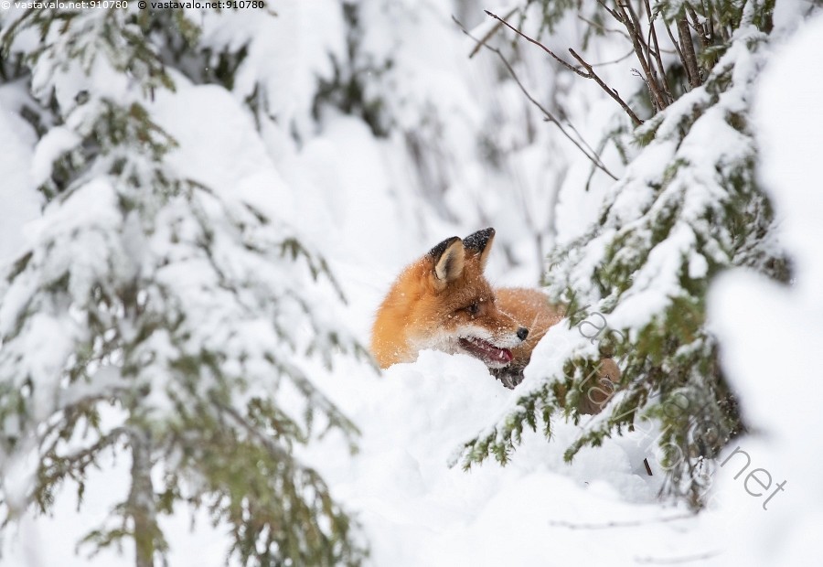 Kuva: Ketunmetsästys - kettu punakettu Vulpes vulpes koiraeläin ...