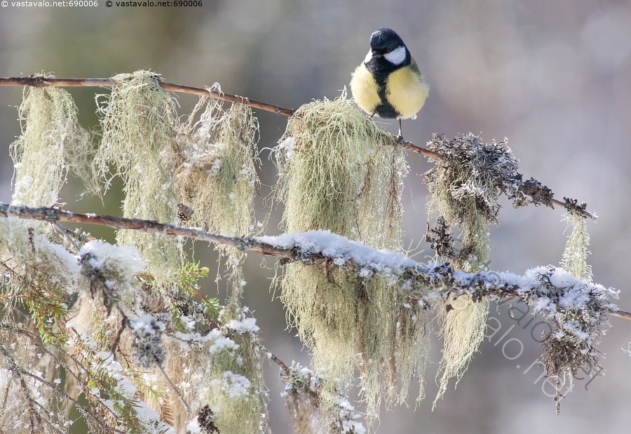 Kuva: Talitiainen - talitiainen tiainen tiaiset kolopesijä naava talvi ...