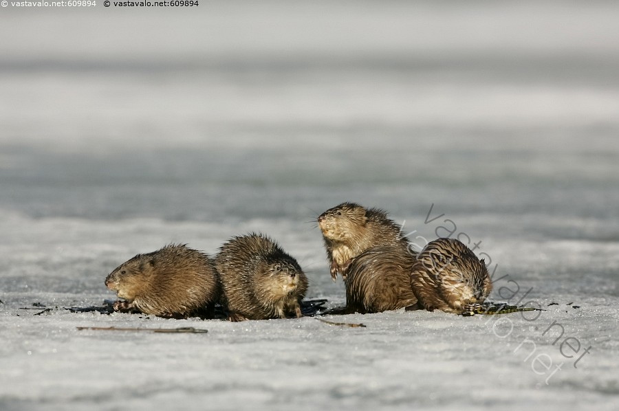 Kuva: Piisami - piisami piisamit jyrsijät vesieläin turkiseläin ...