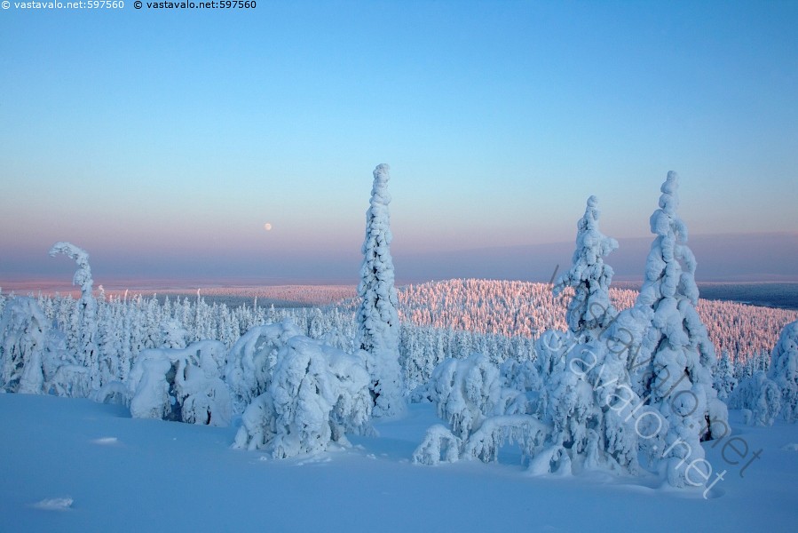 Kuva: Levitunturi - Levitunturi Levi tunturi Lappi tykky tykkypuut ...