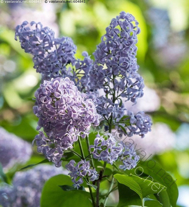 Kuva: Sireeni - sireeni syreeni kukka kukat sireeninkukka kukkia ...