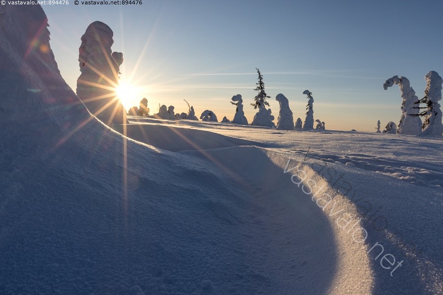 Kuva: Aurinkoinen talvi-ilta Lapissa - Lappi ilta metsä luonto puisto ...