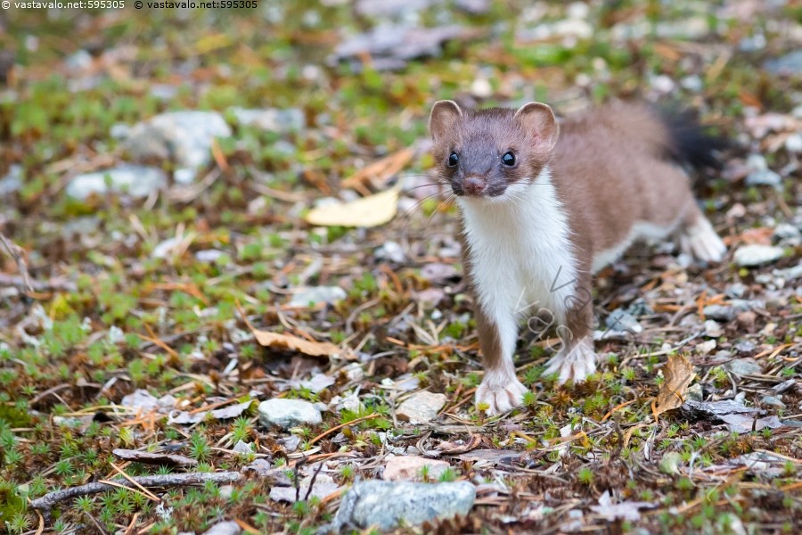 Kuva: Kärppä - kärppä Mustela erminea eläin nisäkäs pieni ruskea ...