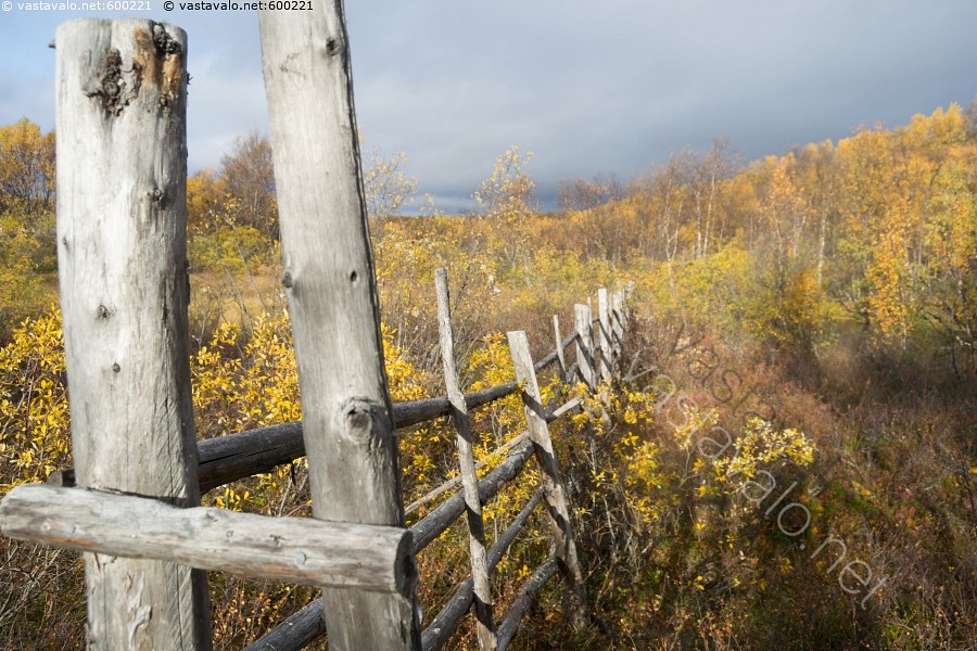 Kuva: Ruska Suomen Lapissa - ruska Lappi Kevon luonnonpuisto poroaita ...