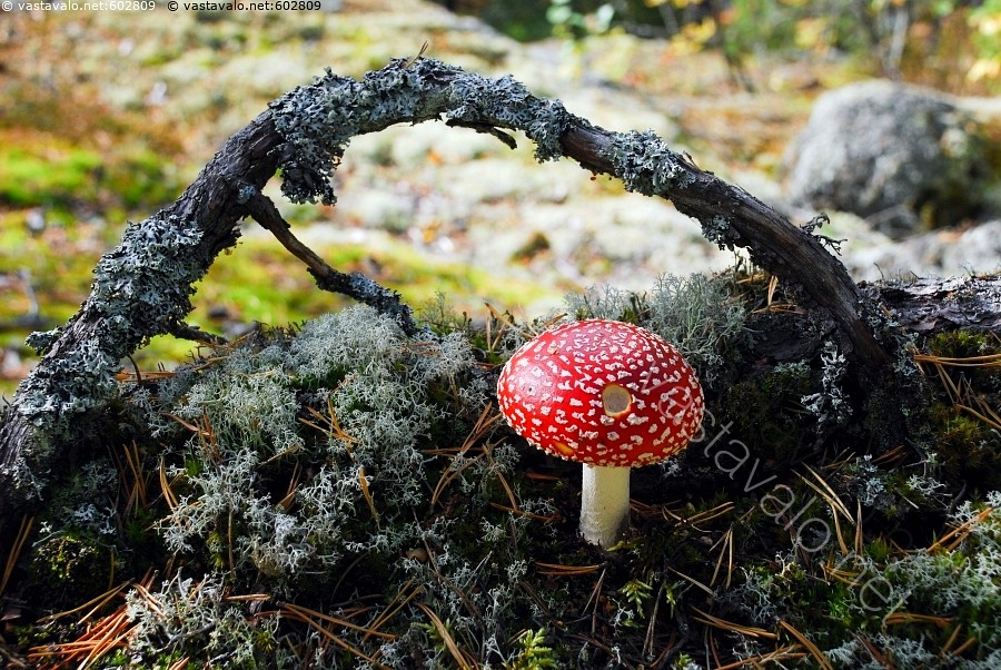Kuva: Kärpässieni - sieni kärpässieni metsä punainen syksy jäkälä ...