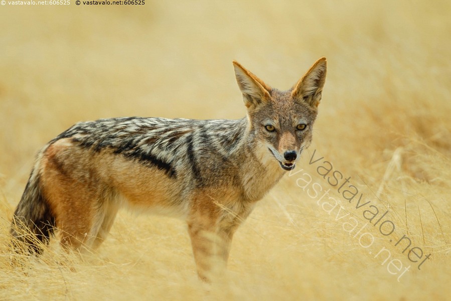 Kuva: Shakaalin katse - Afrikka Namibia Etosha shakaali ...