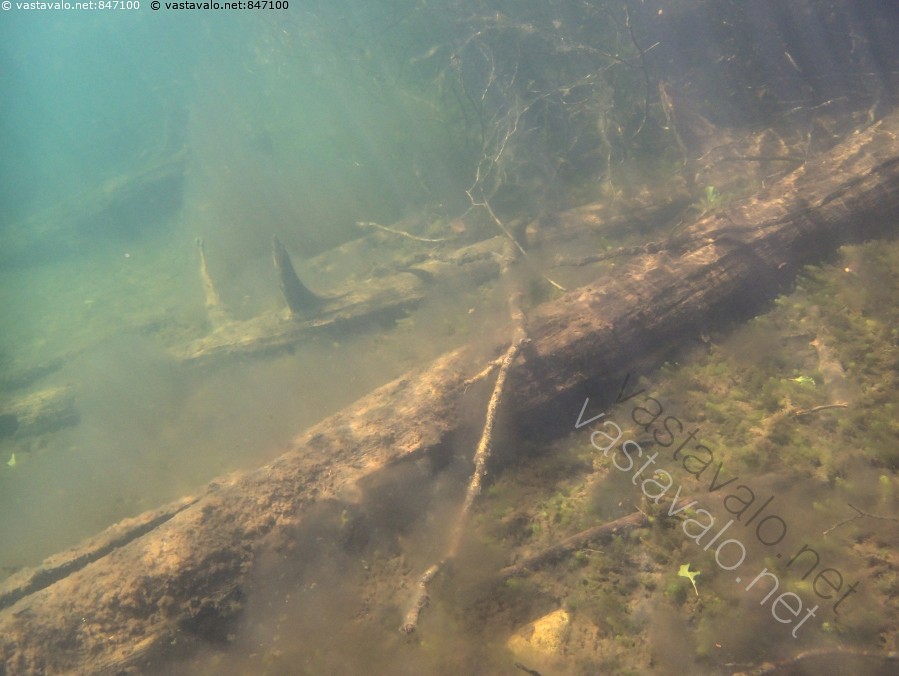 Kuva: Lammen pohjaa - lampi järvi vesi rehevä samea uppopuu uponnut puu ...