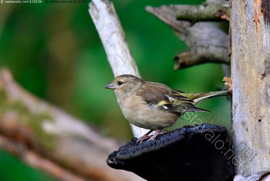 Kuva: Peippo - peippo kelo kääpä muuttolintu pikkulintu lintu naaras ...