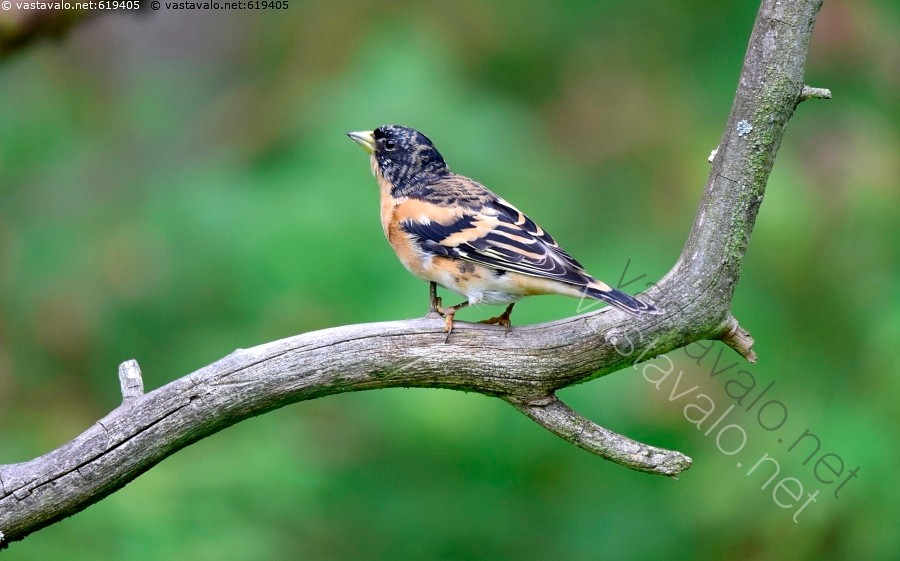 Kuva: Järripeippo - järripeippo oksa kelo muuttolintu lintu pikkulintu ...