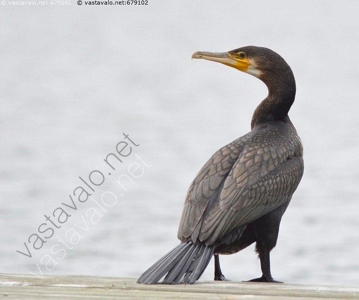Kuva: Merimetso - Phalacrocorax carbo vesilintu lintu kalansyöjä ...