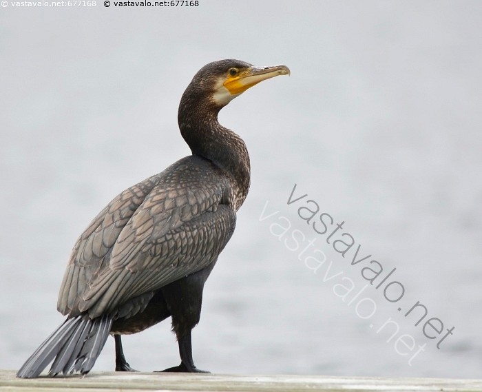 Kuva: Merimetso - Phalacrocorax carbo vesilintu lintu kalansyöjä ...