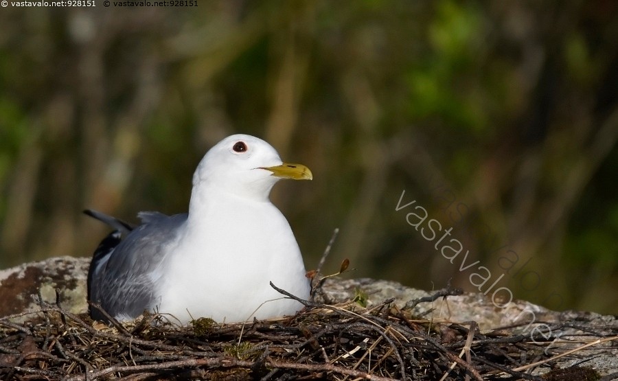 Kuva: Kalalokki - Larus canus lintu hautoa hautominen hautova linnun ...