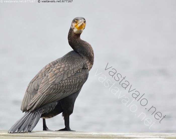 Kuva: Merimetso - Phalacrocorax carbo vesilintu lintu kalansyöjä ...