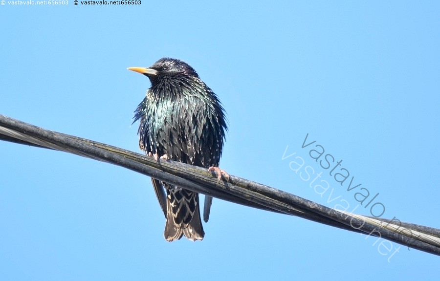 Kuva: Kottarainen - lintu muuttolintu Sturnus vulgaris kevät keväällä ...