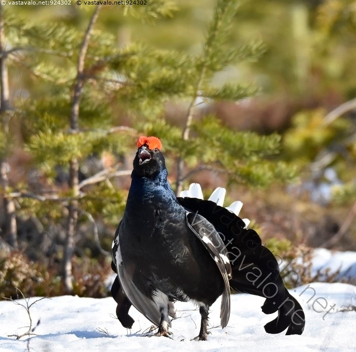 Kuva: Teeri - Lyrurus tetrix teeri teeret aitokanat metsäkanat lintu ...