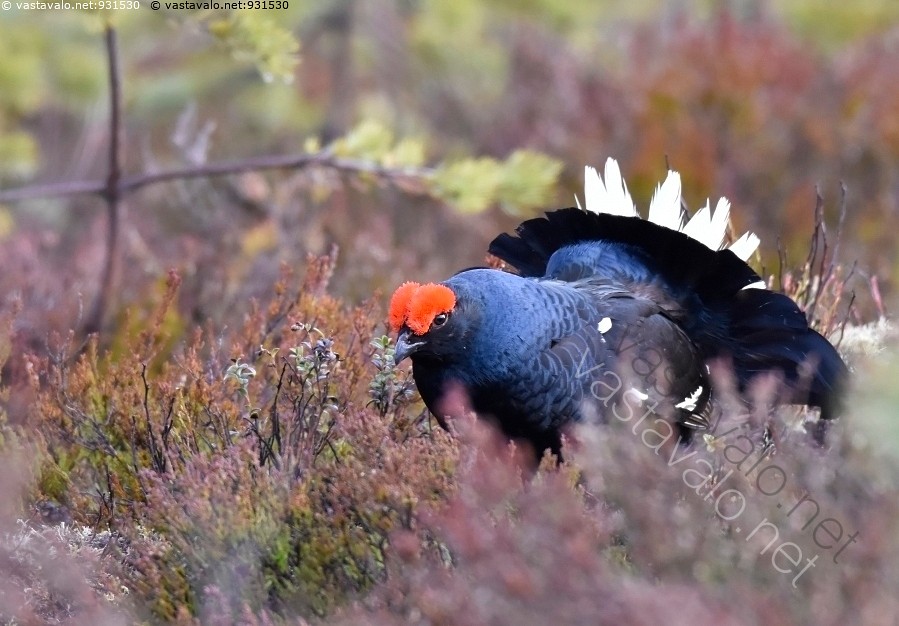 Kuva: Teeri - Lyrurus tetrix teeri teeret aitokanat metsäkanat lintu ...