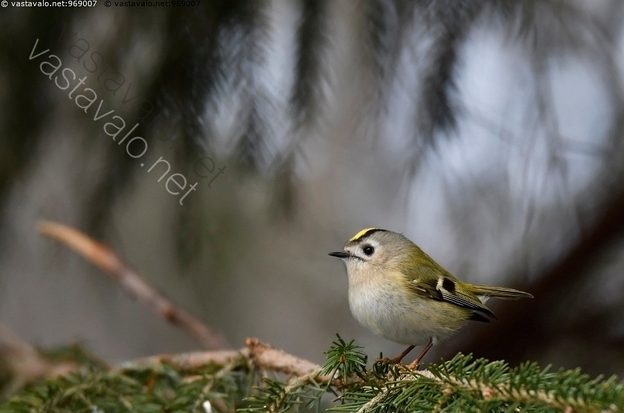 Kuva: Hippiäinen - Regulus regulus osittaismuuttaja hyönteissyöjä ...