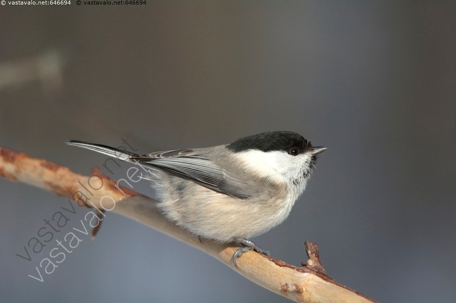 Kuva: Hömötiainen - Parus montanus tiainen oksa oksalla lintu ...