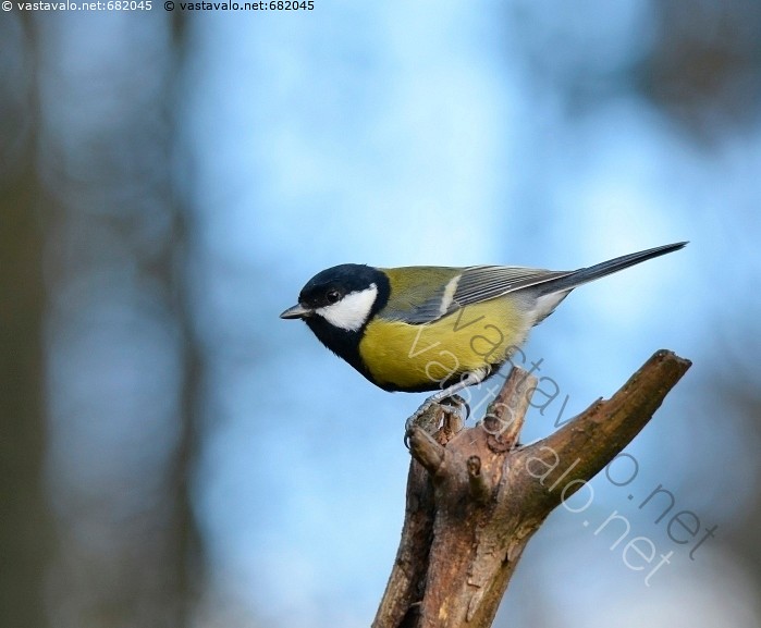 Kuva: Talitiainen - Parus major tiaiset lintu linnut oksa nokka silmä ...