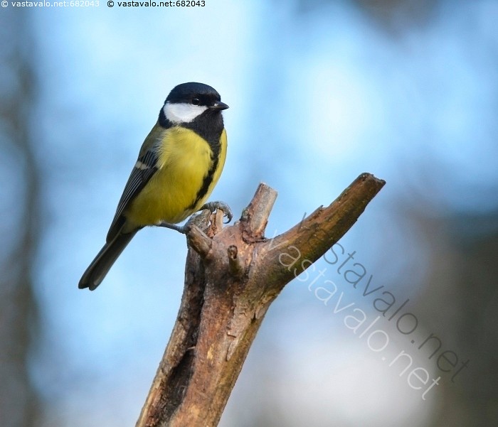 Kuva: Talitiainen - Parus major tiaiset lintu linnut pikkulinnut oksa ...