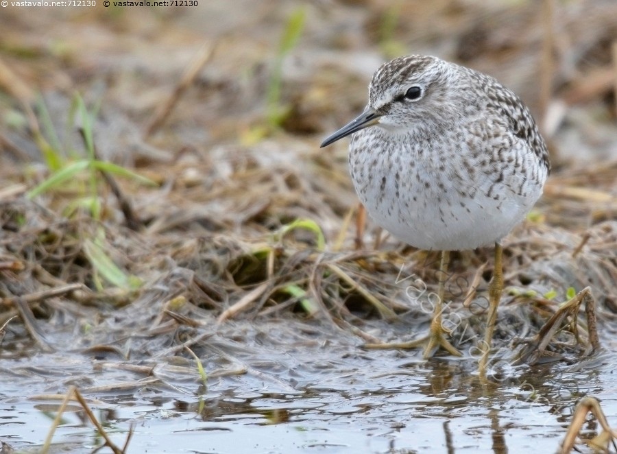 Kuva: Liro - Tringa glareola muuttolintu lintu linnut nokka silmä ...