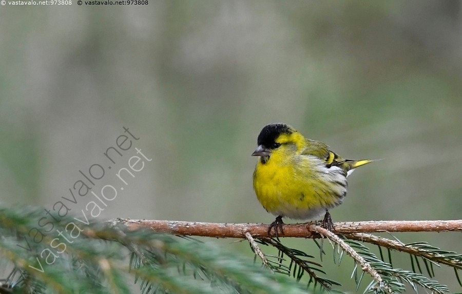 Kuva: Vihervarpunen - Spinus spinus oksa kuusi kuusenoksa vihervarpuset ...