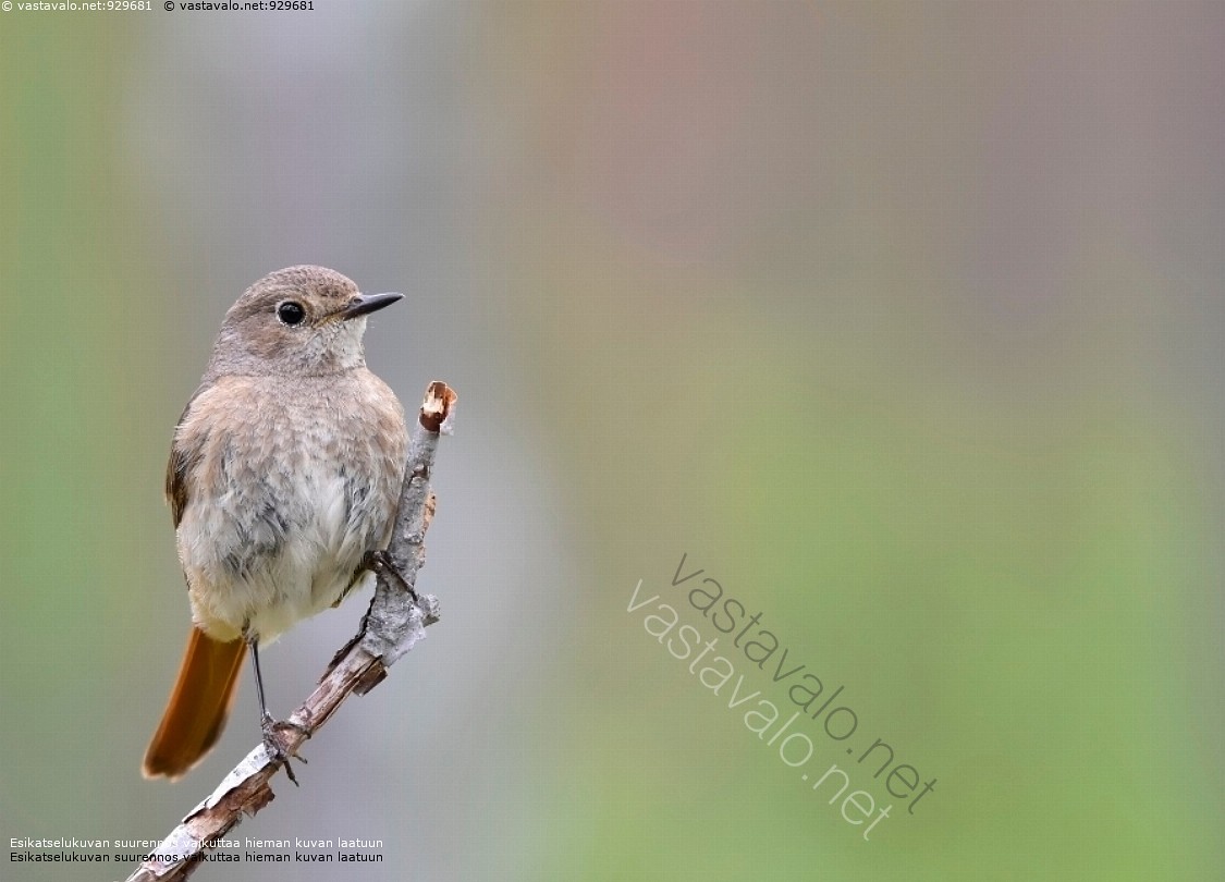 Kuva: Leppälintu - Phoenicurus phoenicurus lintu linnut pikkulintu ...