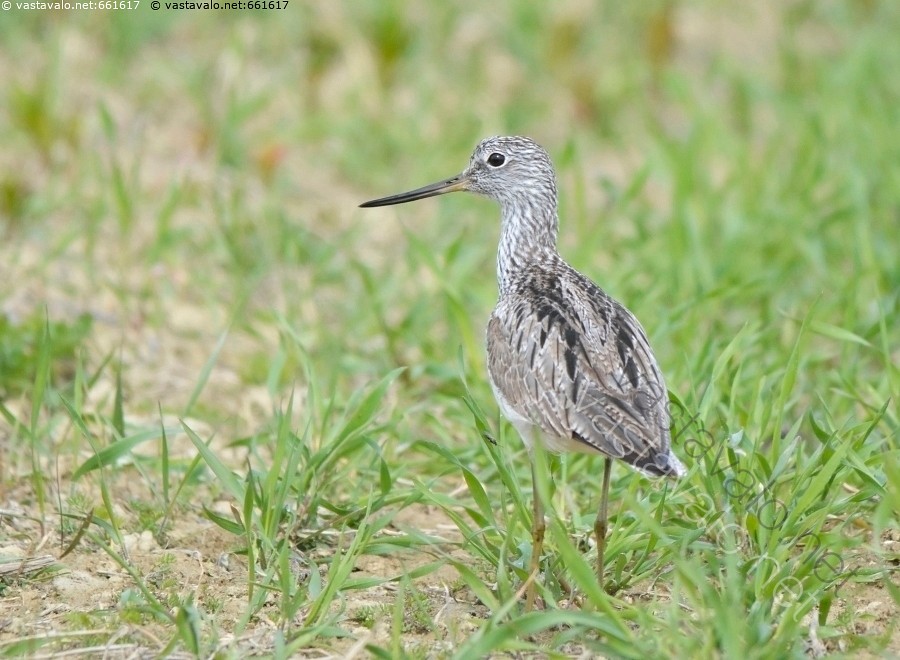 Kuva: Valkoviklo - Tringa nebularia viklot kahlaajat kurppalinnut ...